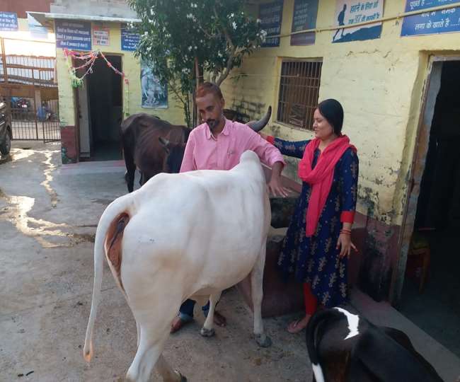 Serving cows : मुजफ्फरपुर के होम्योपैथ चिकित्सक शंकर रमण ने पेश की ...