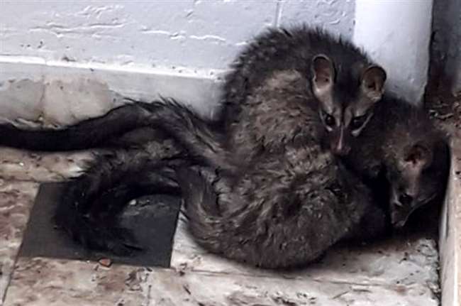 प्रयागराज के सोहबतियाबाग में बिज्जुओं से लोगों में दहशत, वन विभाग ने ...