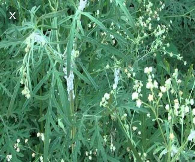 स्वास्थ्य, पशु और खेती तीनों के लिए खतरनाक गाजर घास को नष्ट करने के लिए ...