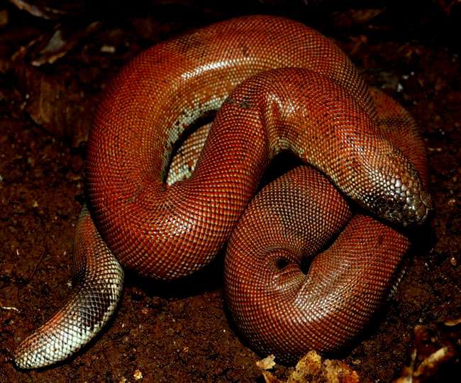 50 लाख कीमत का अनोखा सांप जब्त, अंतरराष्ट्रीय बाजार में है भारी मांग ...