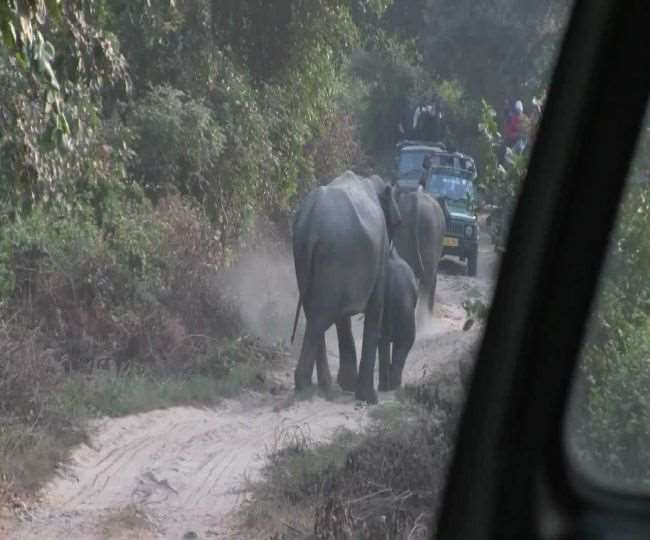 चालक के उकसाने पर कॉर्बेट पार्क में पर्यटकों से भरी जिप्सी पर हाथी हमला ...