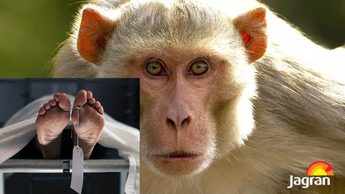 बंदर की एक गलती से जिंदा जल गया नौजवान, तड़प तड़प कर चली गई जान - A ...