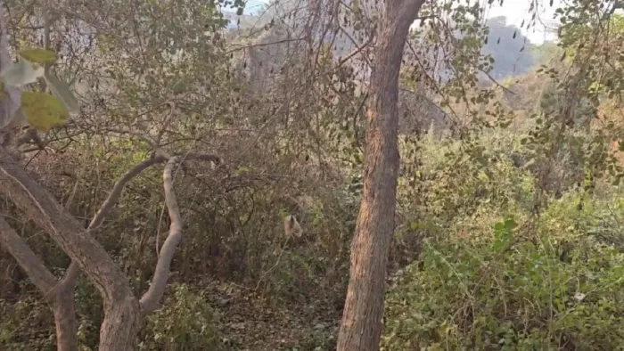 Delhi Crime: झाड़ियों में लटकी थी लाश... पास जाकर देखा तो उड़े लोगों के ...