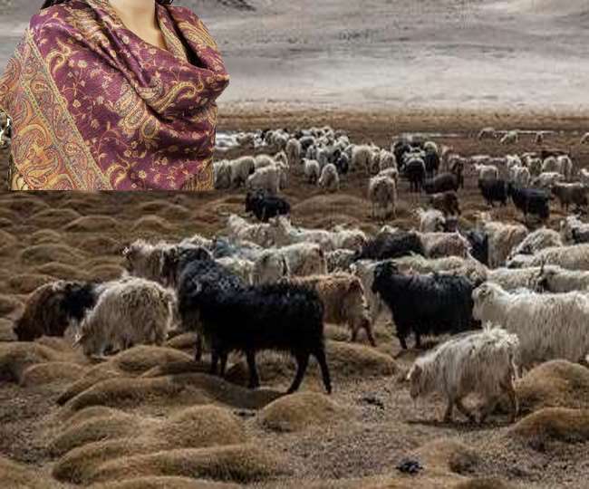 Union Territory Ladakh: लद्दाख पश्मीना को मिलेगी अंतरराष्ट्रीय पहचान ...