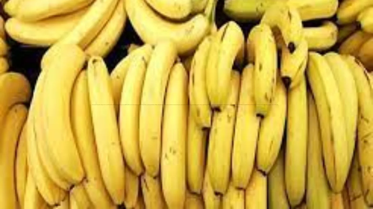 Russia Buy Banana: इक्वाडोर से तनाव के बीच भारत से केले खरीद रहा रूस ...