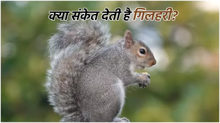 Lucky Animal: रोजाना गिलहरी देखने का होता है खास मतलब, जानिए क्या मिलते ...