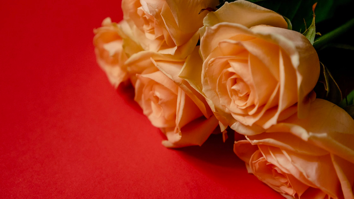 Rose Day 2024: सामने वाला न निकाल लें आपकी फीलिंग्स का कुछ और मतलब ...