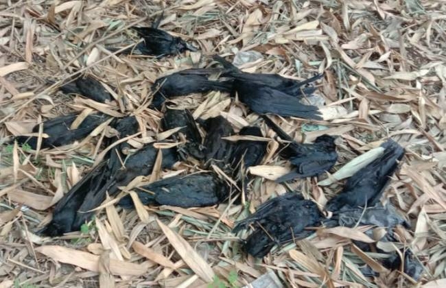 रासायनिक पदार्थ या ब्लीचिग से कौओं की मौत - Death of crows due to ...