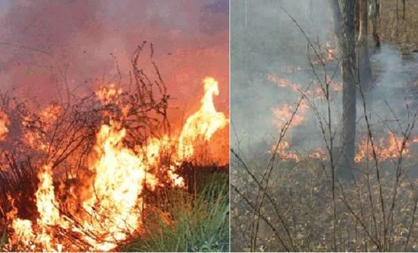 चित्रकूट में पाठा और फर्रुखाबाद के जंगलों में देर रात लगी आग, वनसंपदा ...