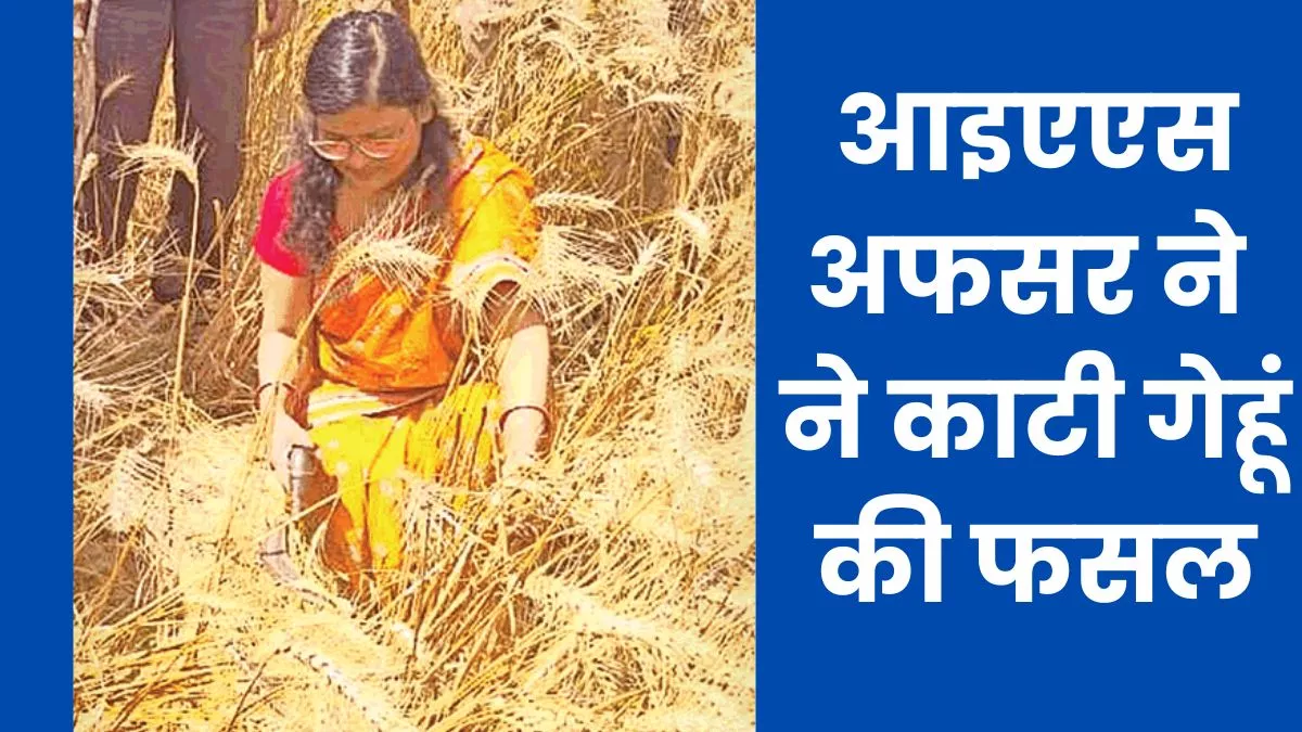 पीली साड़ी पहने महिला पहुंची खेत में और काटने लगी किसानों संग गेहूं ...