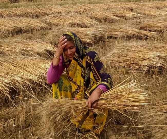 Wheat crop wasted due to rain