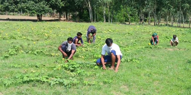सब्जी की खेती ने दिखाया भूख मिटाने का रास्ता - vegetable farming ...