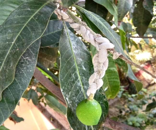 मिलीबग के हमले से आम और अमरूद को रखना है सेफ, जानिए कैसे करता है नुकसान ...