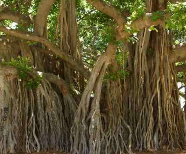 Banyan Tree benefits: इन बीमारियों में फायदेमंद है बरगद की जड़ें और ...