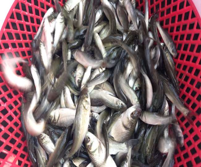 Potka Jamshedpur News समय से पहले बारिश होने से मत्स्य पालन करनेवाले ...