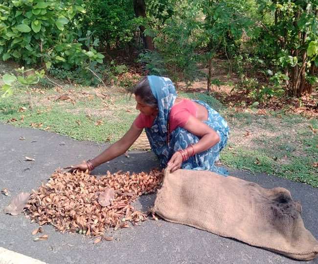 Sal Tree: बहु उपयोगी है सखुआ का वृक्ष, आर्थिक लाभ के साथ कई बीमारियों ...