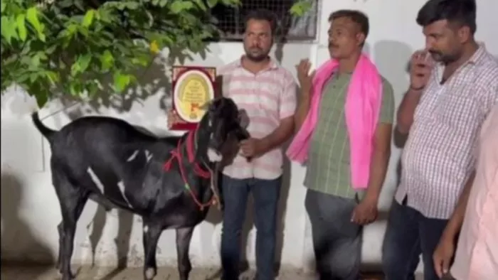 90 हजार में बिका 'विट्ठल', 35 हजार में ‘शेरा', प्रयागराज में बकरीद के ...