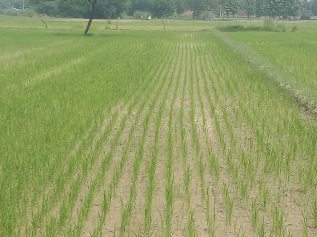 धान की करें सीधी बोआई पैसे की होगी बचत उत्पादन ज्यादा - gonda news ...