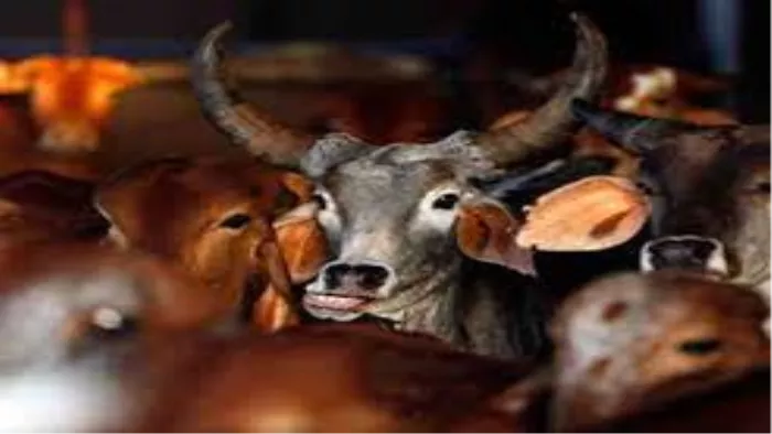 गोशालाओं में लापरवाही देख प्रयागराज के सीडीओ हुए नाराज, सेक्रेटरी ...