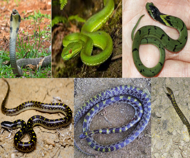 जम्मू कश्मीर में मिले छह और प्रजातियों के सांप, वन्यजीव संरक्षण विभाग ...