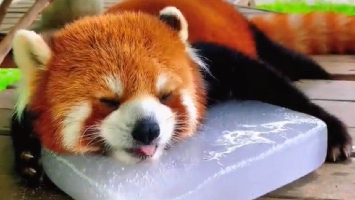 Viral Video : लाल पांडा 'बर्फ की सिल्ली' पर लेटा हुआ आया नजर, वीडियो ...