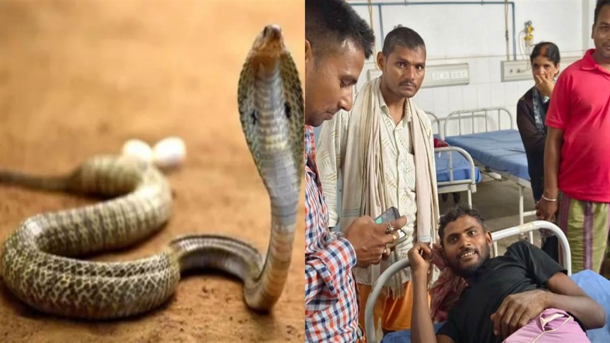 पहले सांप ने युवक को काटा, फिर युवक ने सांप को दो बार काटा; उसके बाद ...