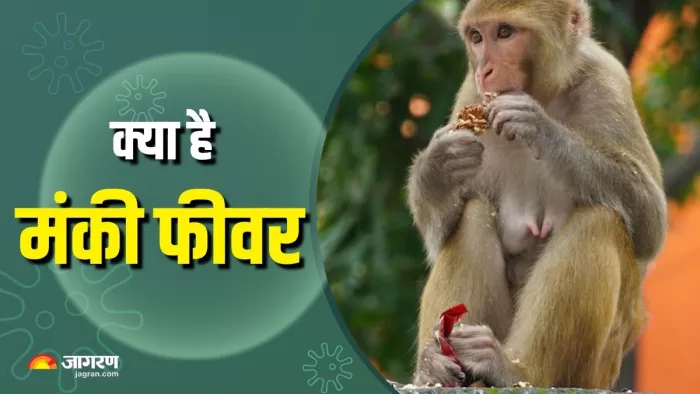 बंदरों से इंसानों में फैल सकता है Monkey Fever, यहां पढ़ें इसके लक्षण ...