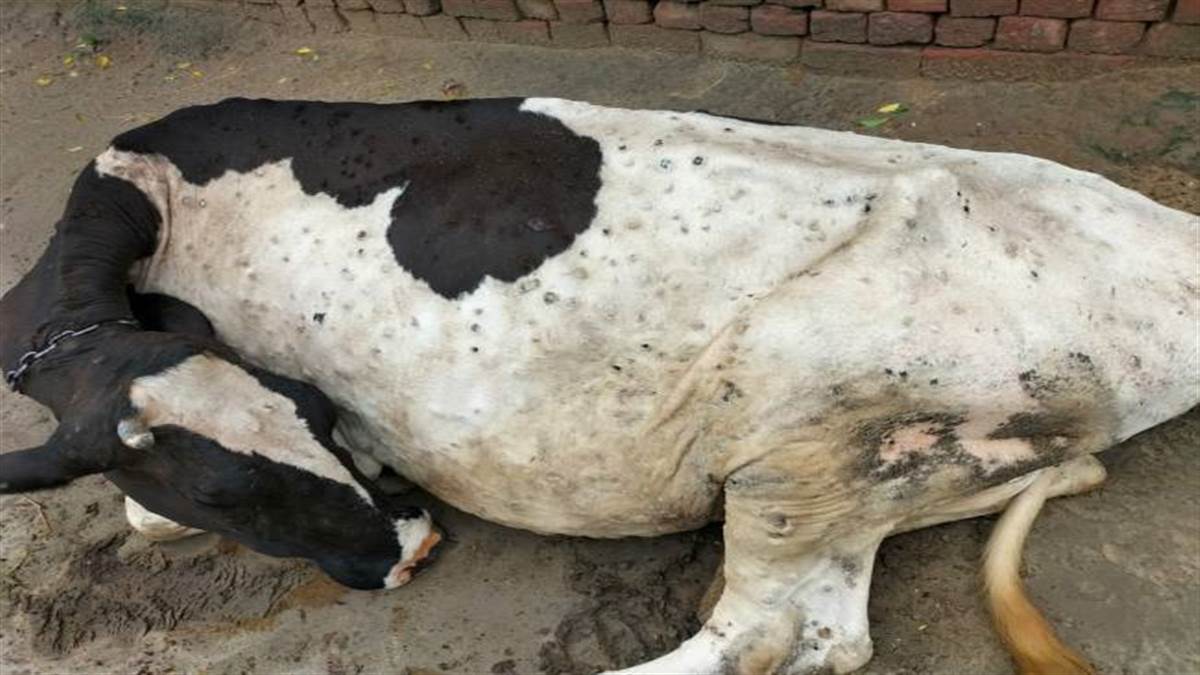 मवेशियों में बढ़ा लंपत स्कीन का प्रकोप, पशु पालकों में सहम - The ...
