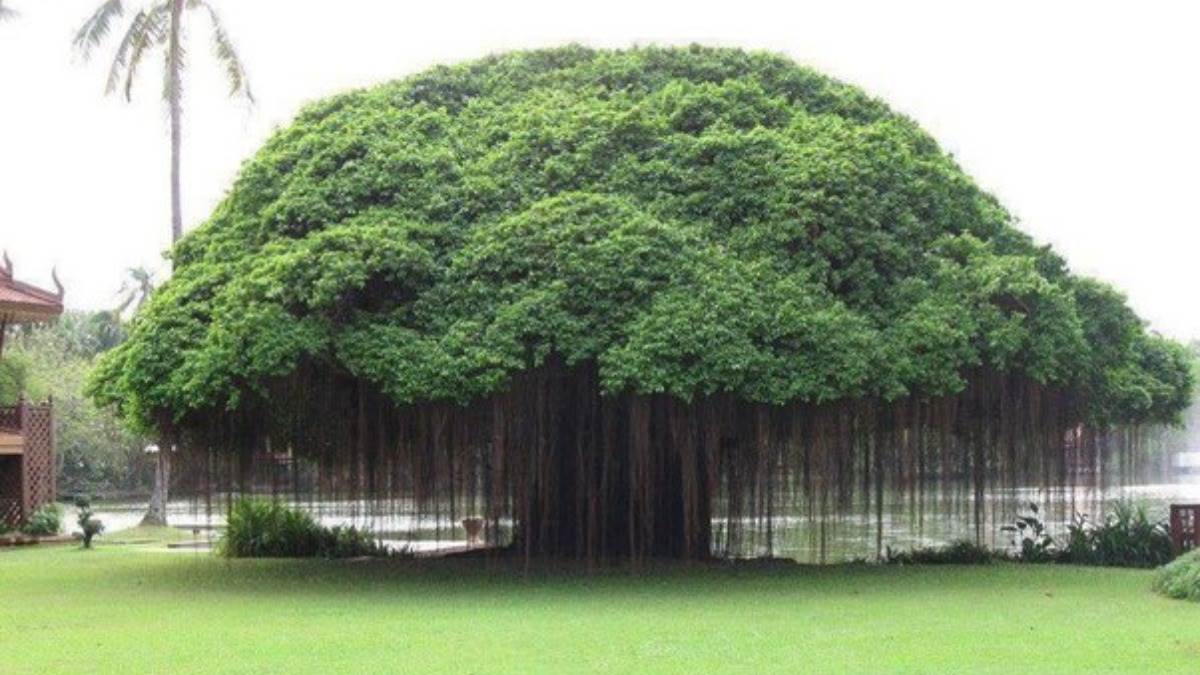 लखनऊ को आक्‍सीजन का हब बनाएगा वन विभाग, 75 जगहों पर एक साथ लगेंगे पीपल ...