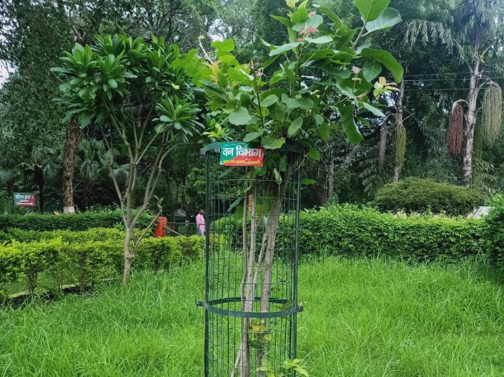 लखनऊ को आक्‍सीजन का हब बनाएगा वन विभाग, 75 जगहों पर एक साथ लगेंगे पीपल ...