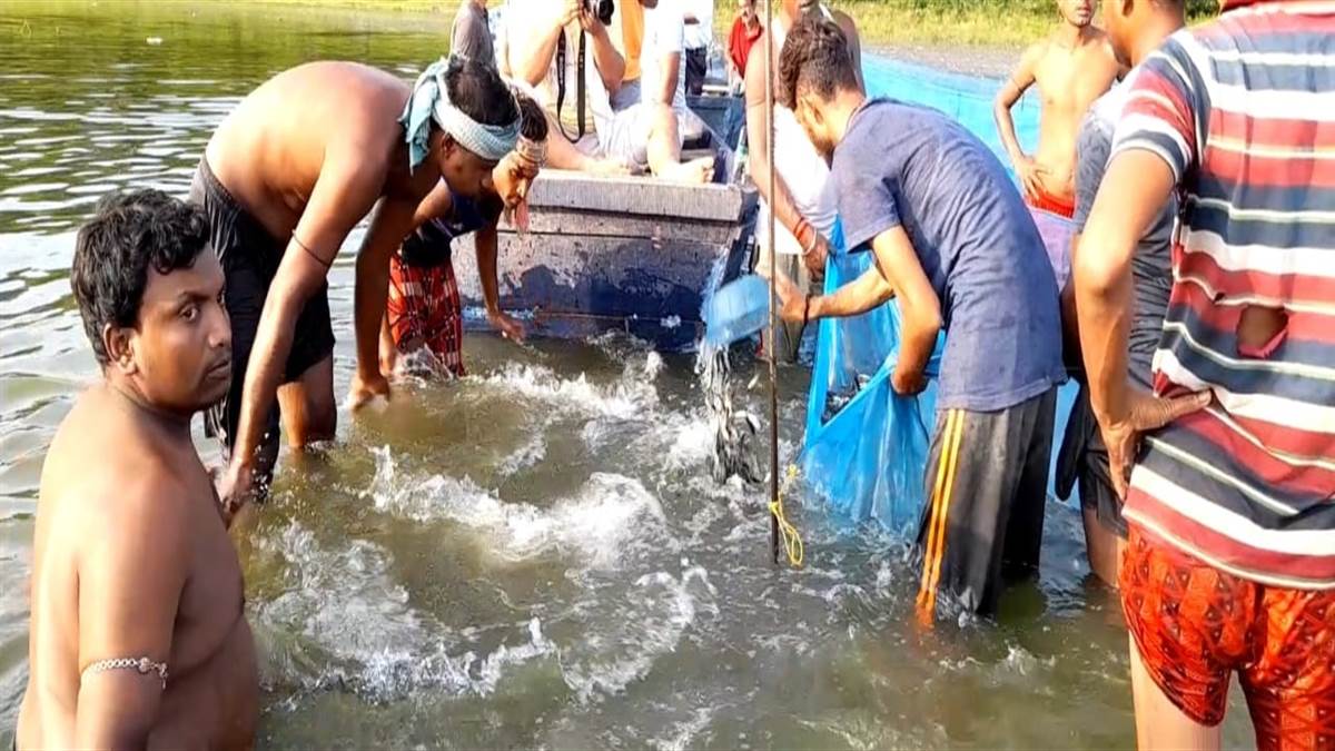 महाराणा प्रताप सागर पौंग झील में पहले चरण का डाला गया मछली का बीज, तीन ...