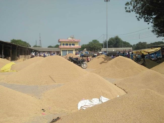 विपणन शाखा के केंद्रों पर धान खरीद का हुआ श्रीगणेश - paddy purchesing ...