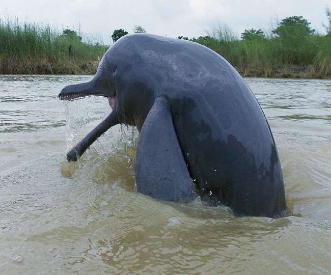 अब अमरोहा के ब्रजघाट में लीजिए गांगेय डॉल्फिन जलज सफारी का आनंद ...