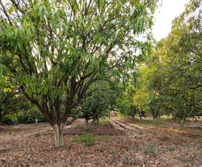 Trees Conservation: आओ बचाएं बरगद, पीपल, पाखड़ और गूलर के पेड़, आगरा ...
