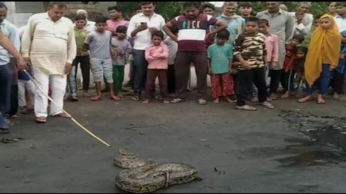 Bulandshahr News: दो गांवों में 10 और 12 फिट के अजगर निकलने पर अफरातफरी ...
