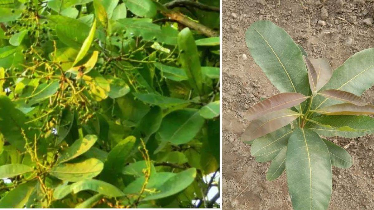 उत्तराखंड वन अनुसंधान केंद्र ने लालकुआं नर्सरी में लगाए गए चिरौंजी के ...