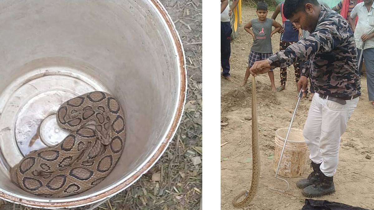 खगड़िया में गंगा किनारे खतरनाक सांप, अजगर व रसेल वाइपर काे भेजा ...