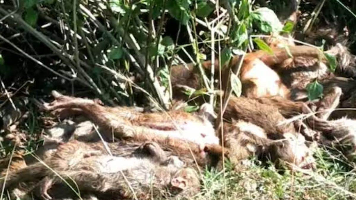 Monkey Death: बहराइच के कतर्नियाघाट में 50 बंदरों को मार कर वन चौकी के ...