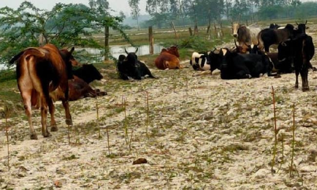 अफसर मस्त, किसान पस्त, गोवंश जबरदस्त - Officer cool, farmers battered ...