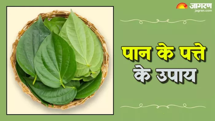 Paan Ke Upay: नेगेटिव एनर्जी से लेकर आर्थिक तंगी तक, पान के ये उपाय ...