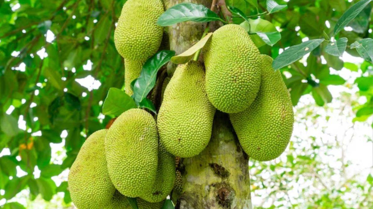 Bad Food Combination: क्या आप भी कटहल के साथ खाते हैं ये चीजें, तो ...