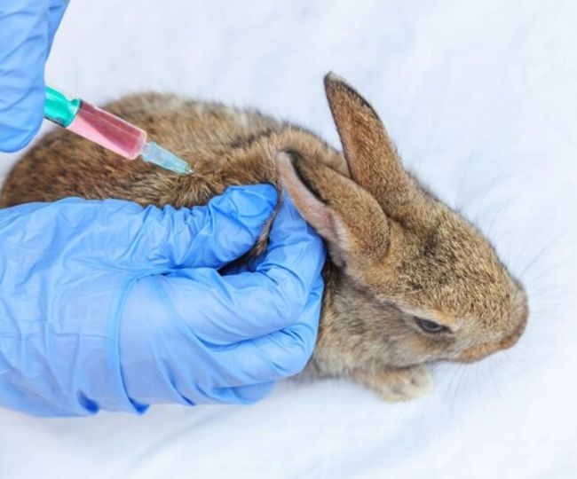 अमेरिका में तेजी से बढ़ रहे Rabbit Fever के मामले, जानें किन लोगों को ...