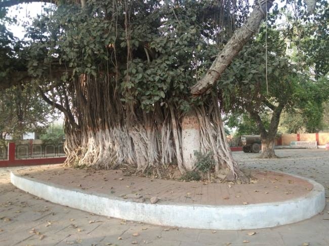 भगवान राम और लव-कुश की यादों को समेटे है वट वृक्ष - Vat tree contains ...