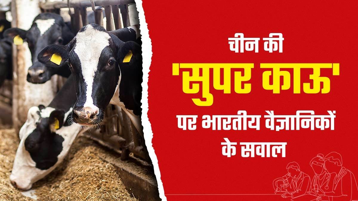 China Super Cow एक लाख लीटर दूध देगी ‘सुपर काऊ’ वैज्ञानिकों ने दूध की ...