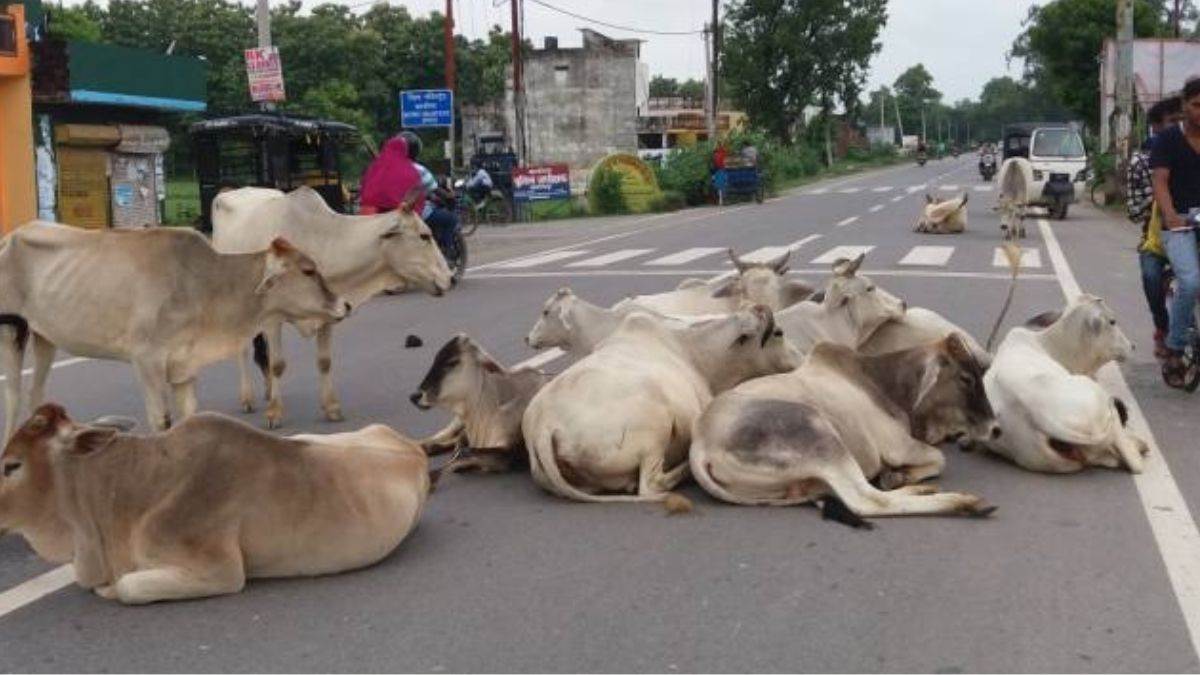 Bathinda News: काउ सेस के नाम पर करोड़ों रुपये वसूल रहा नगर निगम, फिर ...