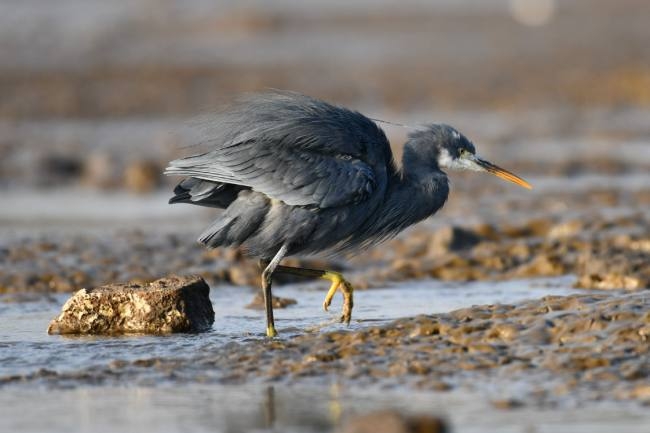 दिन-रात दोनों समय सक्रिय रहता है काला बगुला