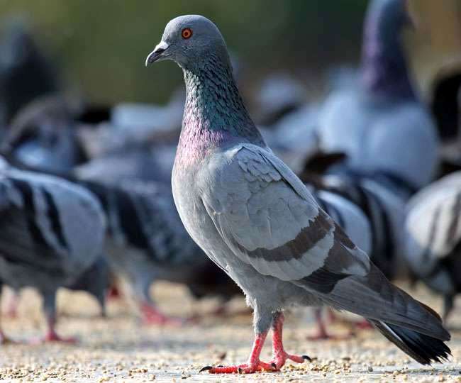 Pigeon Pox बीमारी ने रांची में दी दस्तक, मर रहे कबूतर और कौआ - Ranchi ...