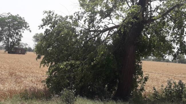 बरसात व हवाओं से जमीन पर बिछी गेहूं की फसल, कटाई में होगी देरी - Crop ...