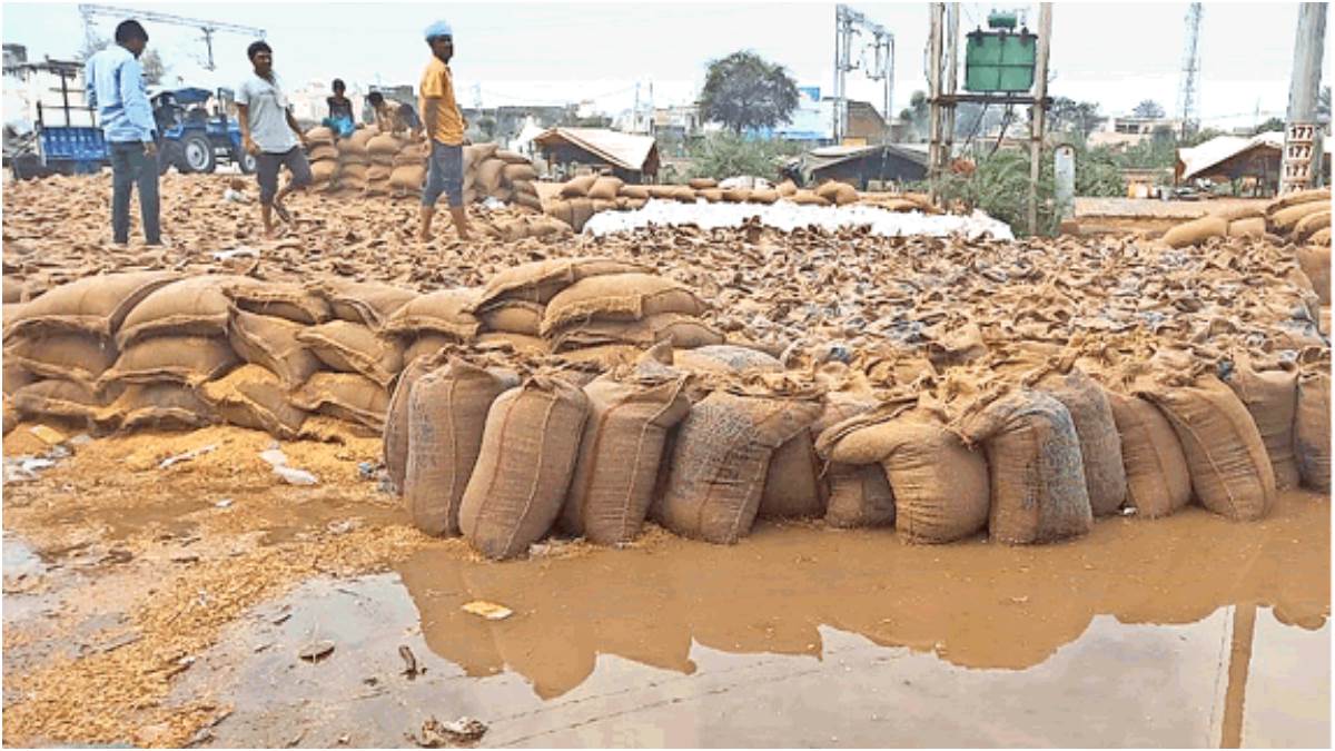 बारिश से फतेहाबाद की भट्टूकलां में भीगी गेहूं की पांच हजार बोरियां, तेज ...