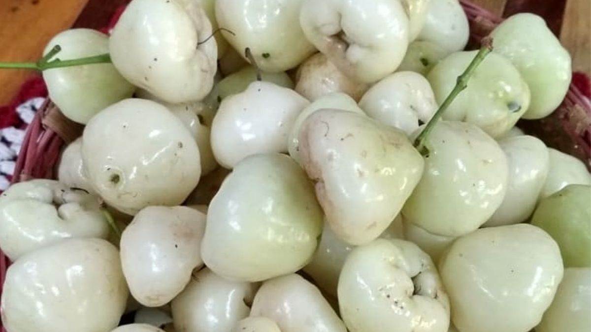 White Jamun Benefits: हीट स्ट्रोक से लेकर वजन कम करने तक में फायदेमंद ...